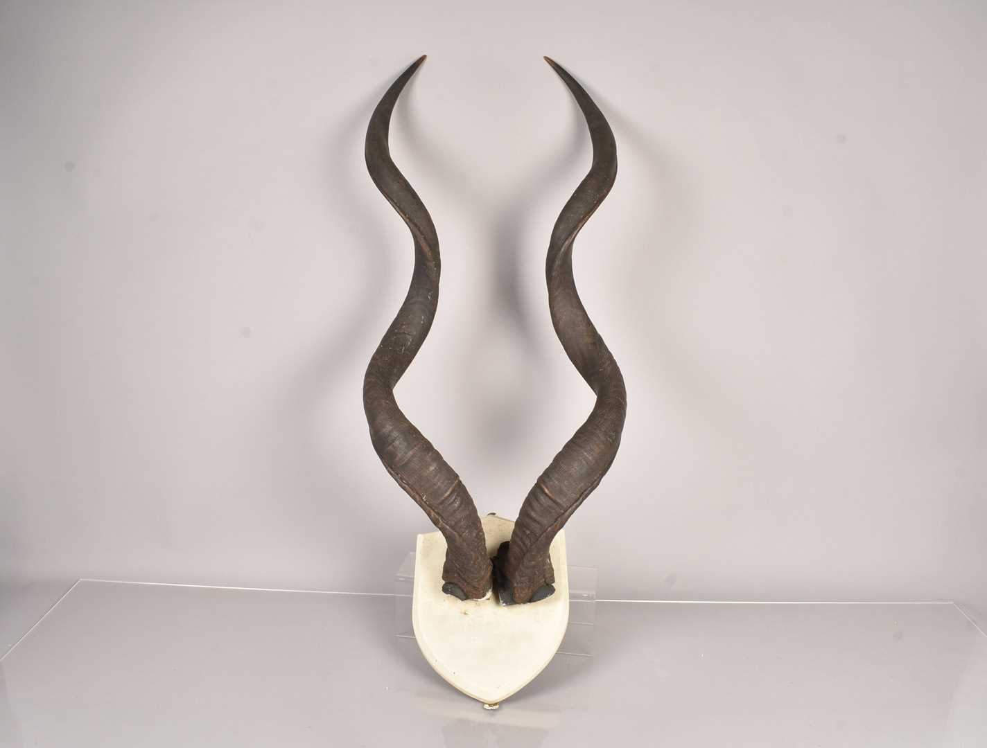 Lot 242 - Kudu Horns,